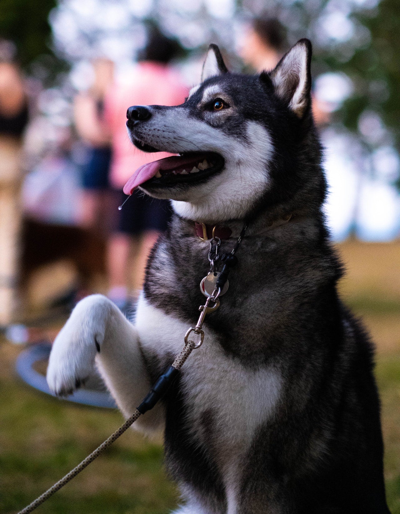 Pure Pet Joy